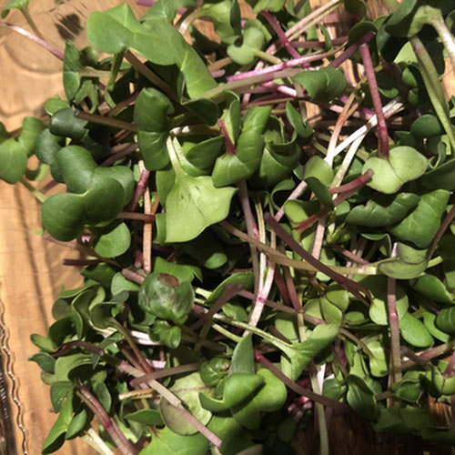 Green Goddess MicroGreens urban farm | Welcome… WE GROW TO ORDER. 7 DA...