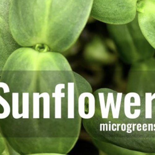 Green Goddess MicroGreens urban farm | Welcome… WE GROW TO ORDER. 7 DA...