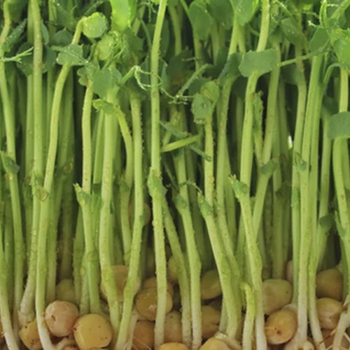 Green Goddess MicroGreens urban farm | Welcome… WE GROW TO ORDER. 7 DA...