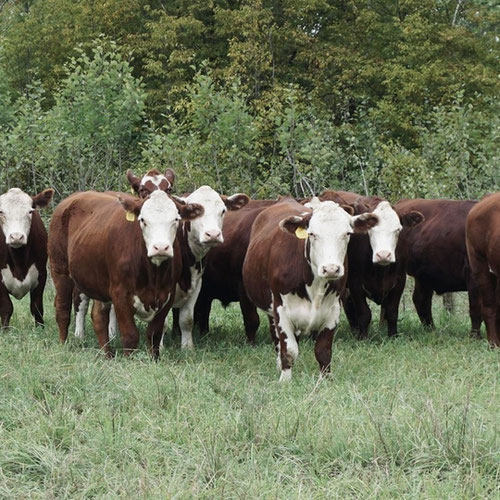 Abraham's Table Farm | Welcome to our online farm store! | Sandstone,...