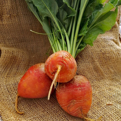 Wild Flight Farm | Welcome to our Wild Flight Farm online store! | Mar...