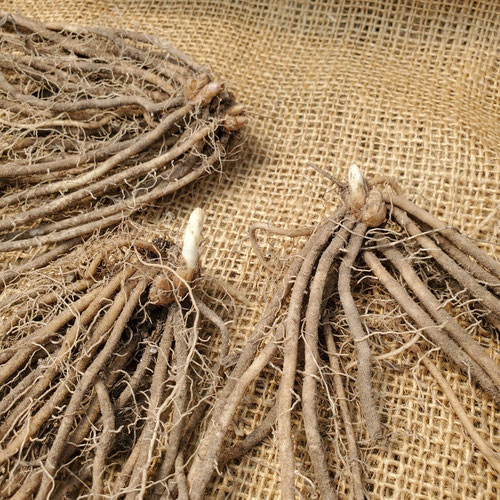 Wild Flight Farm | Welcome to our Wild Flight Farm online store! | Mar...