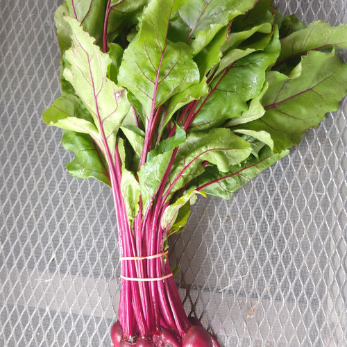 Wild Flight Farm | Welcome to our Wild Flight Farm online store! | Mar...