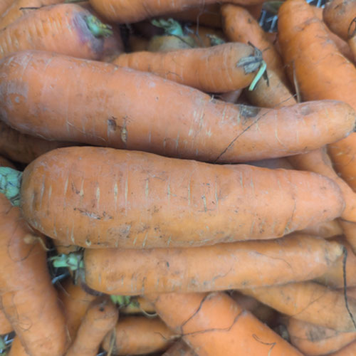 zz - BULK Carrots, Jumbo - BC | Wild Flight Farm | Mara, BC, CA