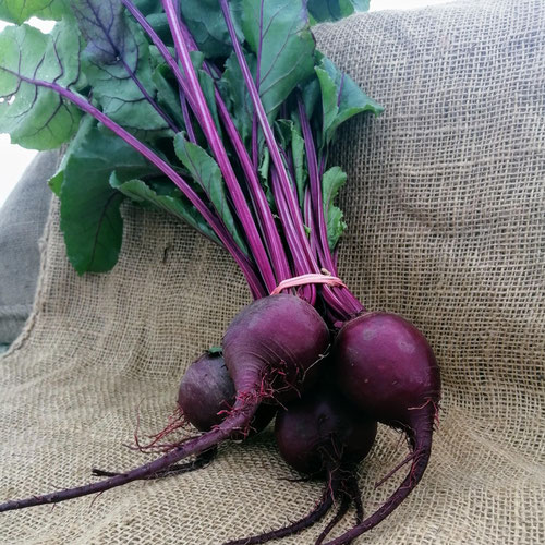 Wild Flight Farm | Welcome to our Wild Flight Farm online store! | Mar...