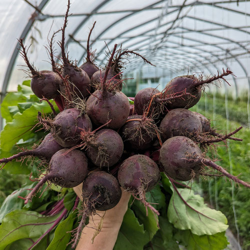Pilgrims' Produce | Welcome to our online Farm Store! | Spallumcheen,...