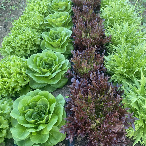 Long Walk Farm | Welcome to Long Walk Farm online farm shop!