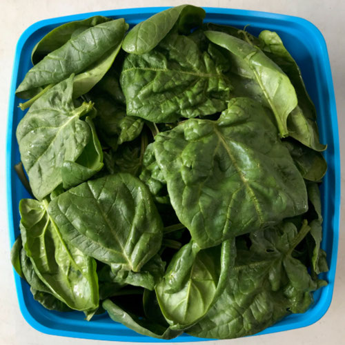 Spinach | Milky Way Farm | Woodstock, ON, CA