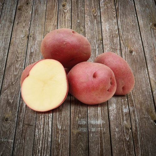 Steel Pony Farm | Fresh. Healthy. Local. | Red Deer County, AB, CA