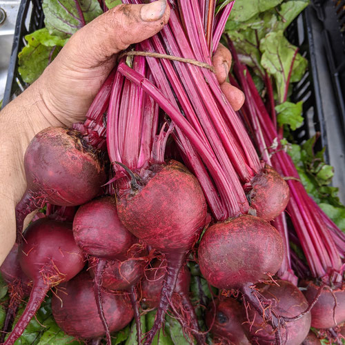 Volcano Produce | General | Illowa, VIC, AU