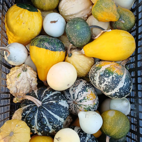 Sweet Harvest | Welcome to our Market