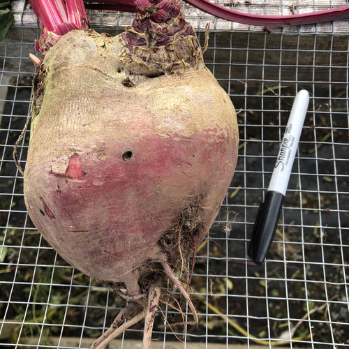 The Organic Farm | Welcome to our online ordering space ! | Portugal C...