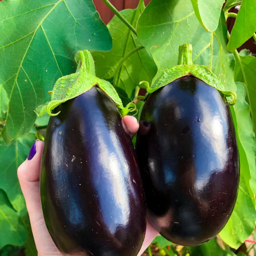 Mali Plac | Mali plac pri vas v SREDO, 20. avgusta, od Bleda, Kranja,...