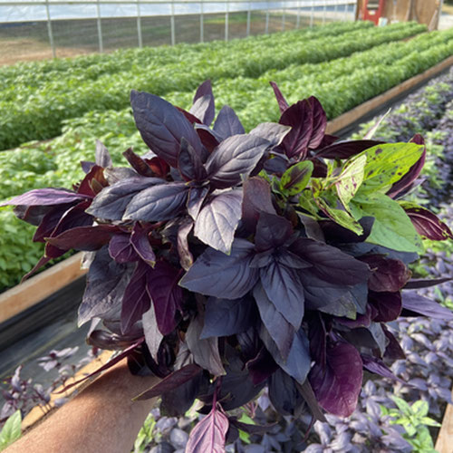 North of Boston: Farm and Local Food Hub | North of Boston | Boxford,...