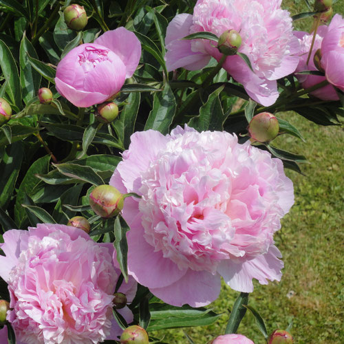 Chicago Flower Market | Welcome to Local Blooms, Florists! | Chicago,...