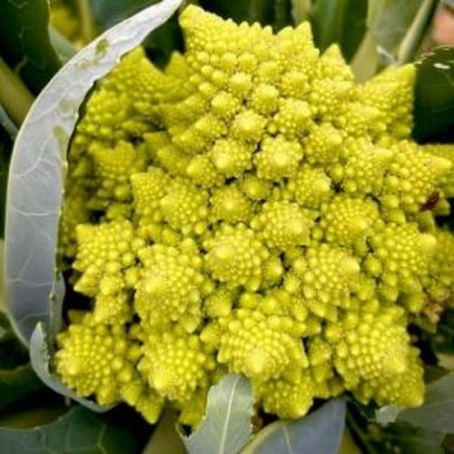 Harmony Farm | Welcome to our Store! | Brockville, ON, CA