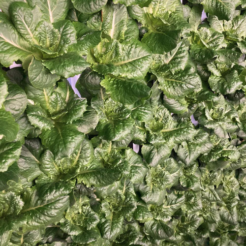 Grainger's Greens | Grainger's Greens | Fort McMurray, AB, CA