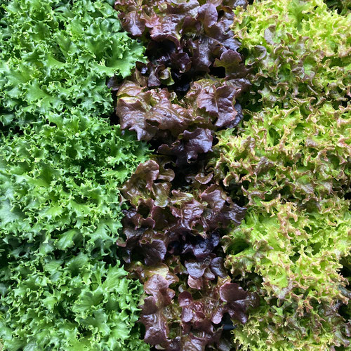 Grainger's Greens | Grainger's Greens | Fort McMurray, AB, CA