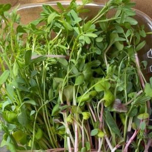 Cooper's CSA Farm | Welcome to Cooper’s CSA Online Farm Store! | Zephy...