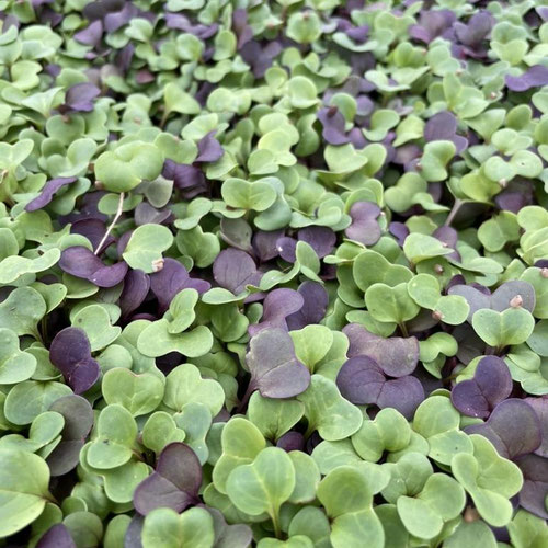 Boerson Farm Online Store | Welcome! | Green Lake, WI, US