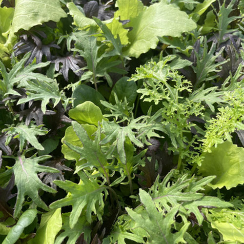 Boerson Farm Online Store | Welcome! | Green Lake, WI, US