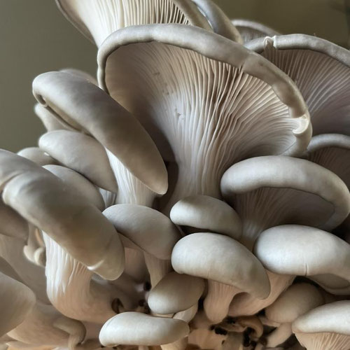 Boerson Farm Online Store | Welcome! | Green Lake, WI, US