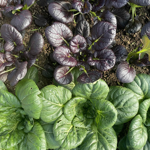 Boerson Farm Online Store | Welcome! | Green Lake, WI, US