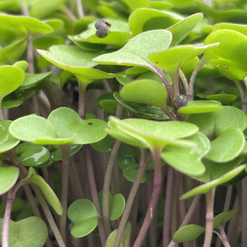 Boerson Farm Online Store | Welcome! | Green Lake, WI, US