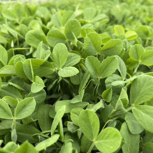 Boerson Farm Online Store | Welcome! | Green Lake, WI, US