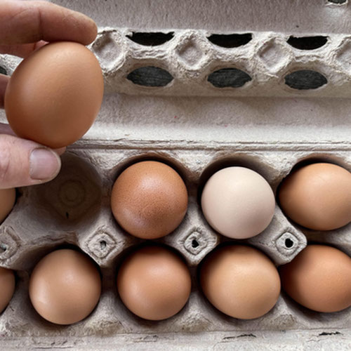 Boerson Farm Online Store | Welcome! | Green Lake, WI, US