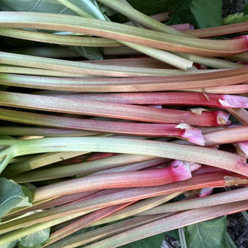 Boerson Farm Online Store | Welcome! | Green Lake, WI, US