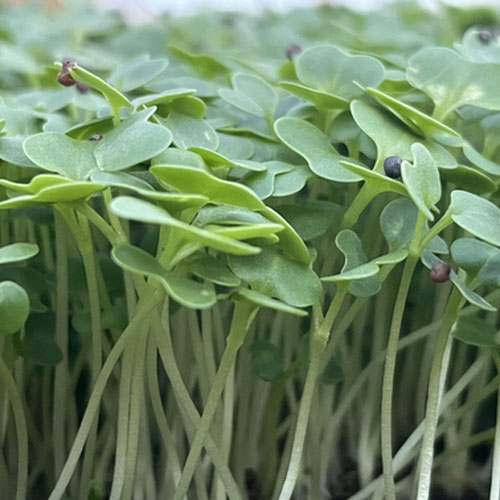 Boerson Farm Online Store | Welcome! | Green Lake, WI, US