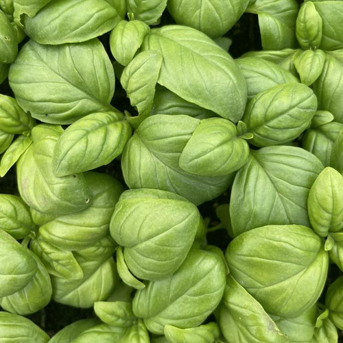 Boerson Farm Online Store | Welcome! | Green Lake, WI, US