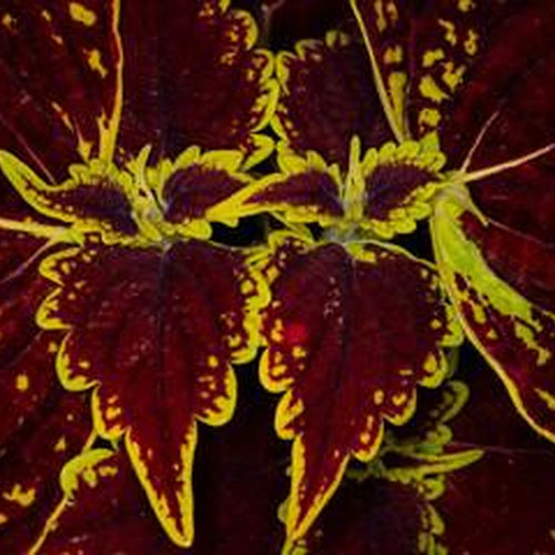 Three Rivers Community Farm | Plant Sale | Elsah, IL, US