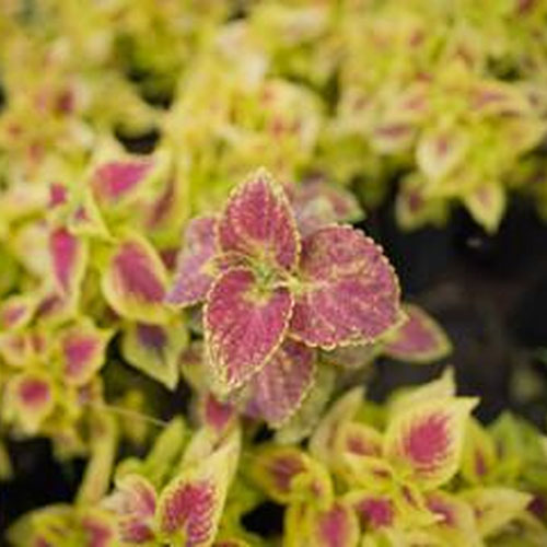 Three Rivers Community Farm | Plant Sale | Elsah, IL, US