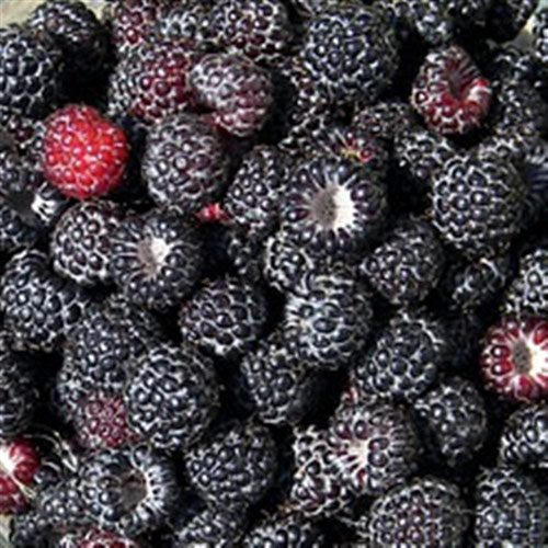 WNC Farm to Table | Welcome To Your Local Food Hub. | Sylva, NC, US