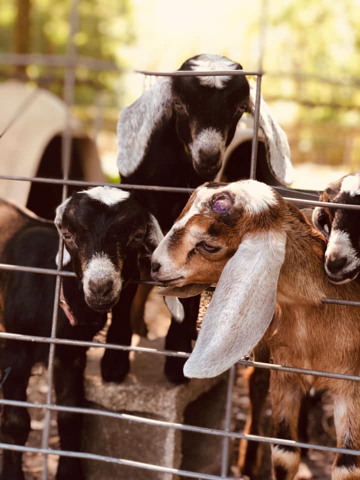 About Us | Happy Tails Farm | Masaryktown, FL, US