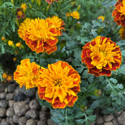 Timberview Farmstead | Welcome to Our Greenhouse and Garden | Fort Wor...