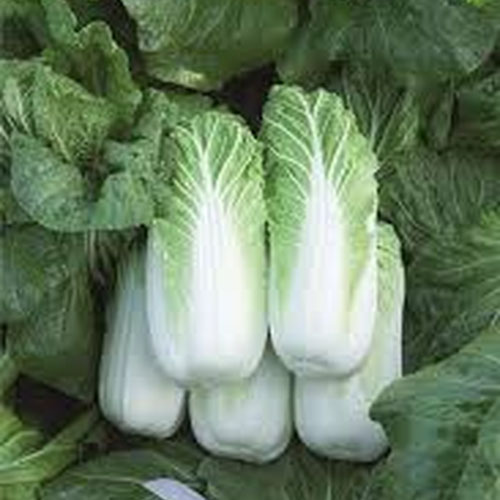 Urban Roots London | Affordable Rate | London, ON, CA