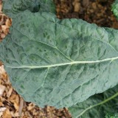 Blue Stone Farm | Blue Stone Farm | Otsego, MI, US