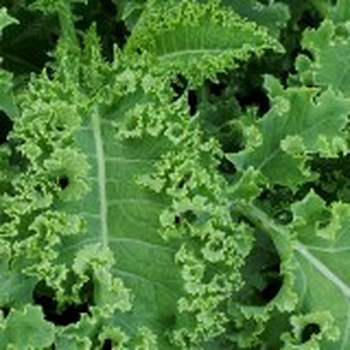 Blue Stone Farm | Blue Stone Farm | Otsego, MI, US