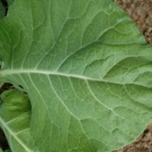 Blue Stone Farm | Blue Stone Farm | Otsego, MI, US