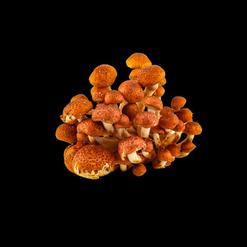 Timberview Farmstead | Welcome to Our Greenhouse and Garden | Fort Wor...