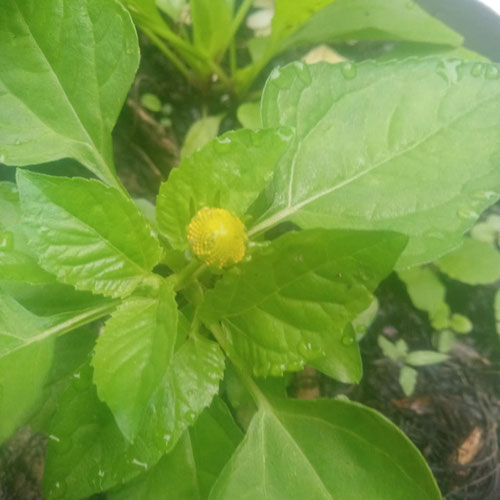 Toothache Plant aka Buzz buttons | Huntsville Food & Farm Hub | Huntsv...