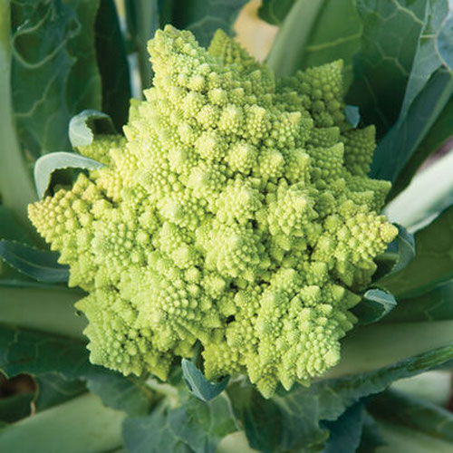 Cauliflower, Romanesco ($4.75) | Plenty Wild Farms | Pemberton, BC, CA
