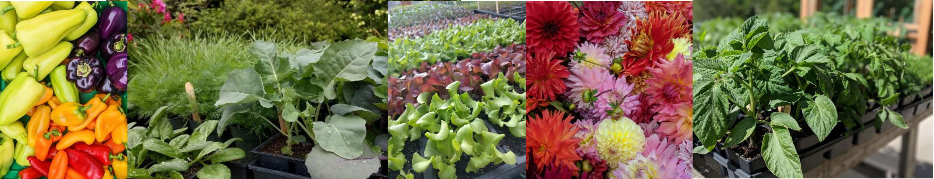 Raven Rock Farm | My Products