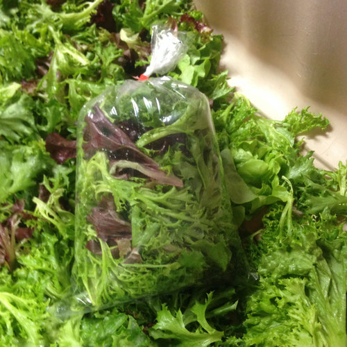 River Bell Market Garden | Preferred | Dresden, ON, CA
