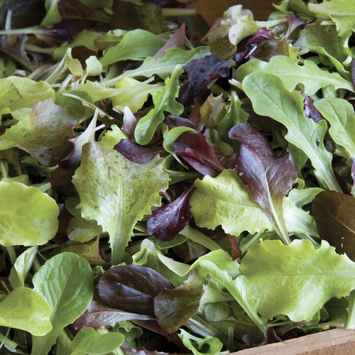 Simply Salads, LLC | My Products | Brown City, MI, US