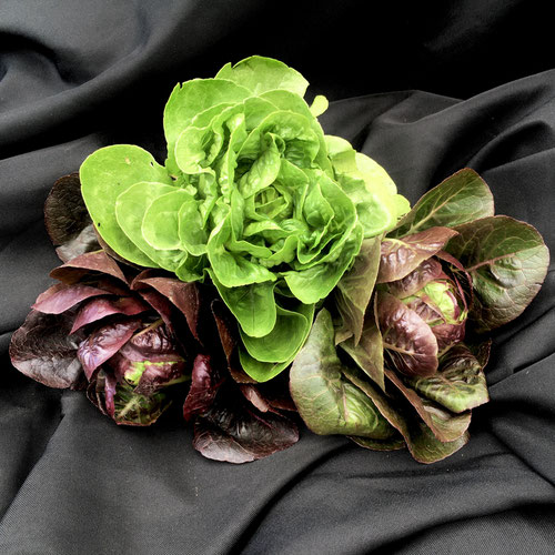 Simply Salads, LLC | My Products | Brown City, MI, US