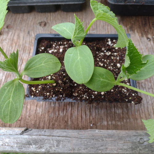 Cucumber Plants, Manny, 3 pack | Wysmykal Farm | Northport, NS, CA